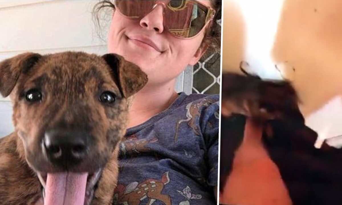 Aussie ‘House of Horrors’ Exposed 71 Animals Found in Squalid ...