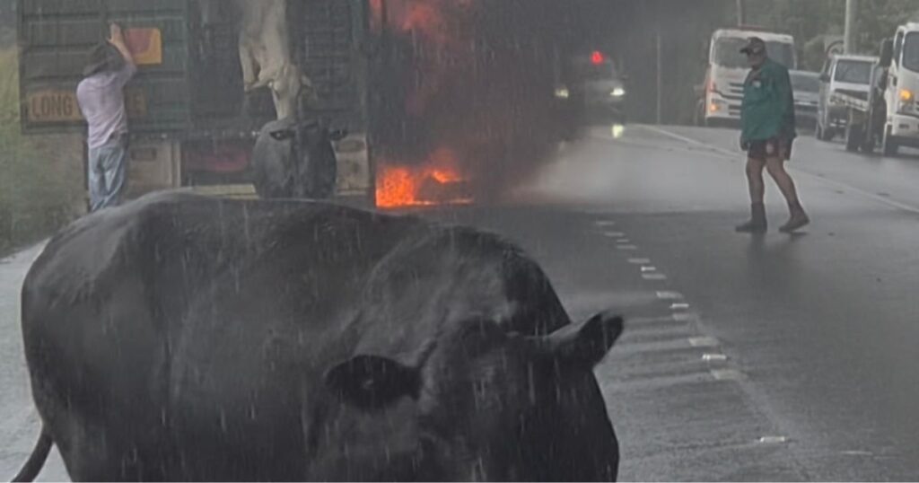 Hero Driver Risks Life as Cattle Truck Bursts Into Flames – Australian ...