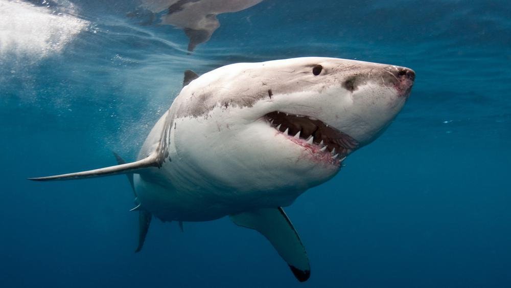 Second Victim Mauled By Shark in 2 Weeks in QLD – Australian News Locally