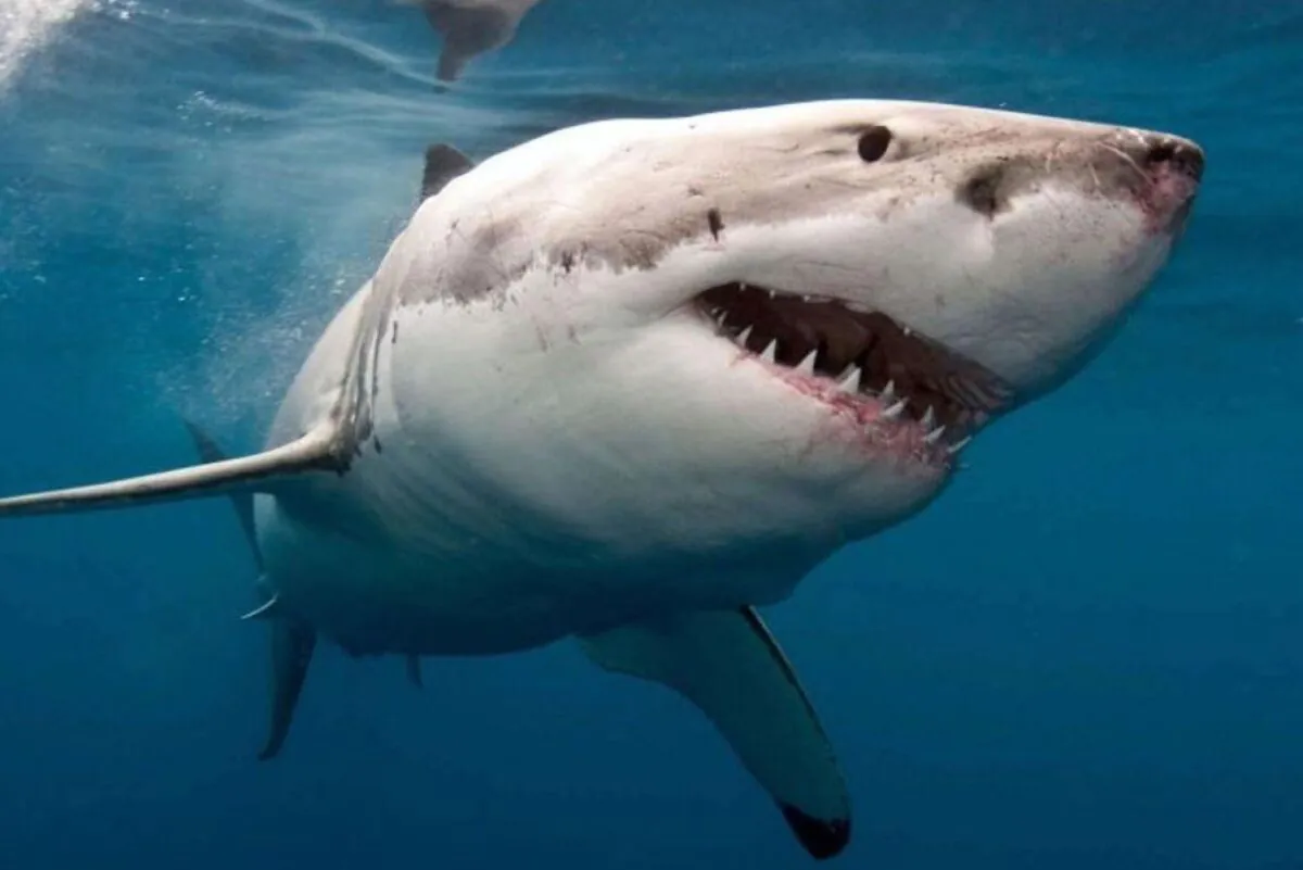 Man Dies After Great White Shark Attack – Australian News Locally