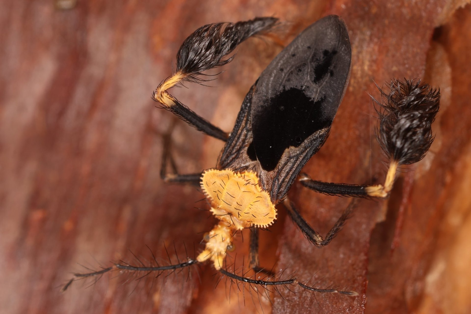 Deadly Bug Terrorizes NT With Brutal Killing Tactics – Australian News ...