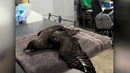 Second Deadly Bird Flu Case in WA, Fears of Catastrophic Outbreak ...