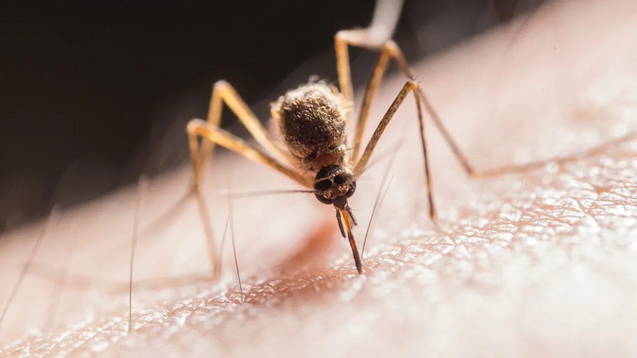 Deadly Mosquito Virus Claims Life in WA Outback – Australian News Locally