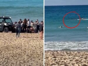 Woman Mauled By Shark At Popular Aussie – Australian News Locally