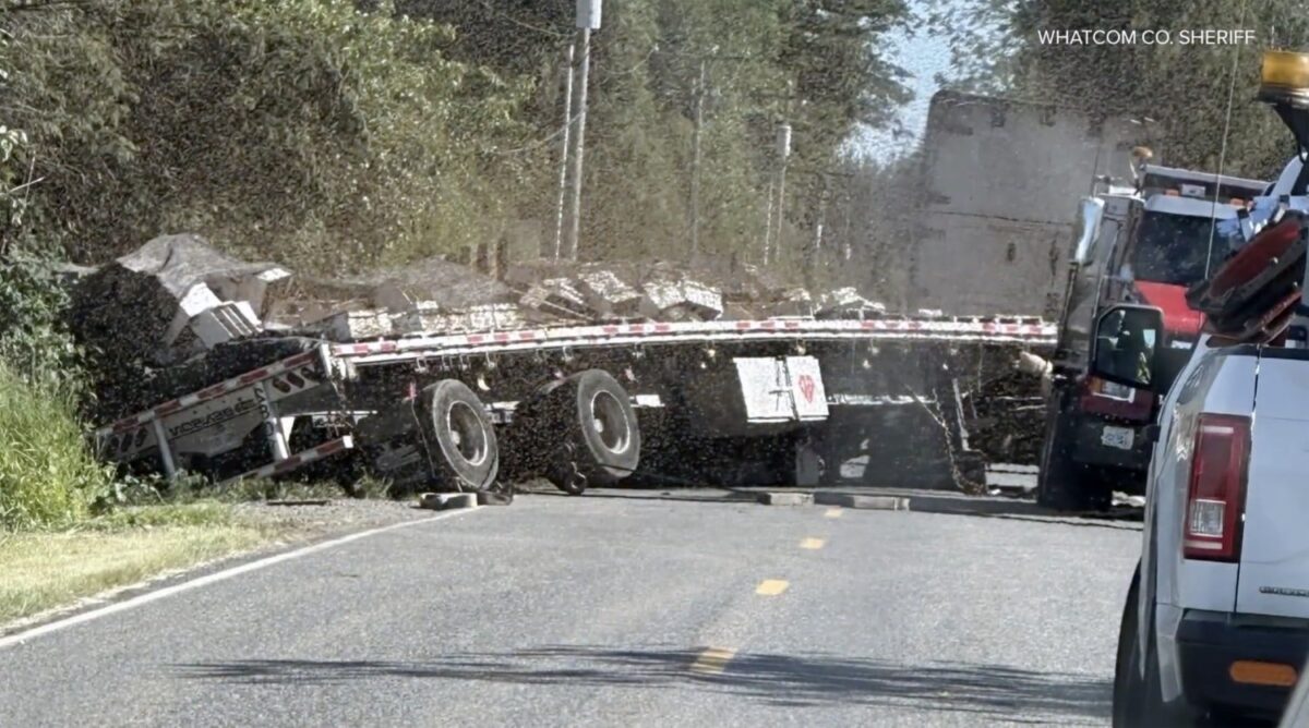 Killer Bees on Loose After Truck Rolls – Australian News Locally